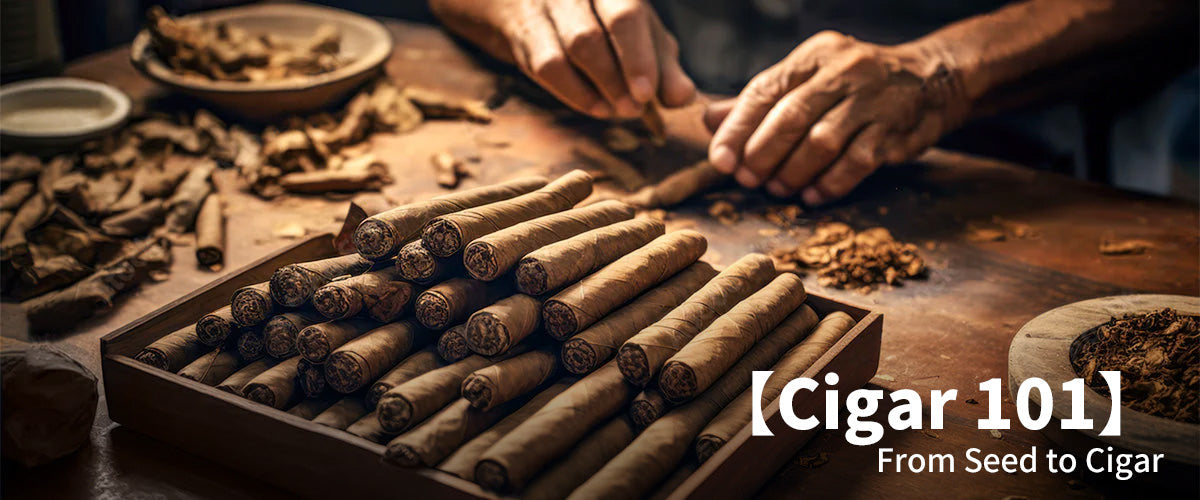 Cigar 101, From Seed to Cigar - NEEDONE
